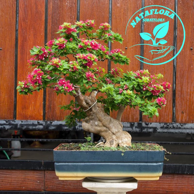 Jual PROMO!!TANAMAN HIAS BUGENVIL BUNGA KERTAS//BONSAI VARIEGATA ...
