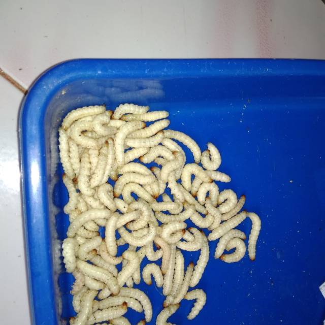 Jual Ulat bambu isi 250ekor(10tbg) /umpan pancing/umpan burung | Shopee ...