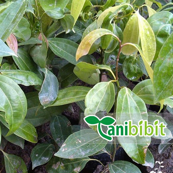 Jual Bibit Pohon Kayu Manis - Tanaman Kayu Manis - Cinnamon Tree ...