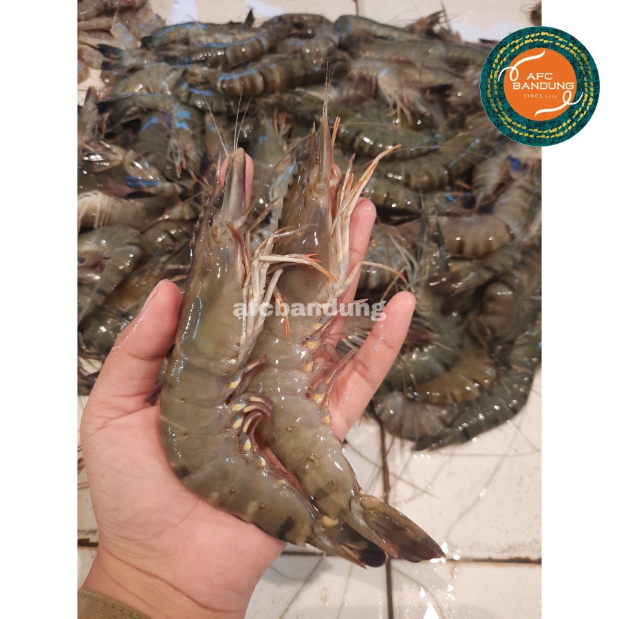 Jual Udang Windu SIZE BESAR 500gr Udang Tiger Udang Pancet 500gr ...
