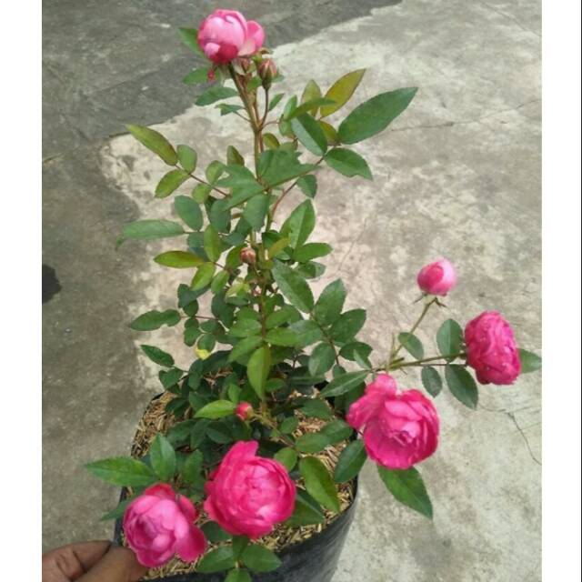 Jual Bibit mawar rambat atau climbing rose | Shopee Indonesia
