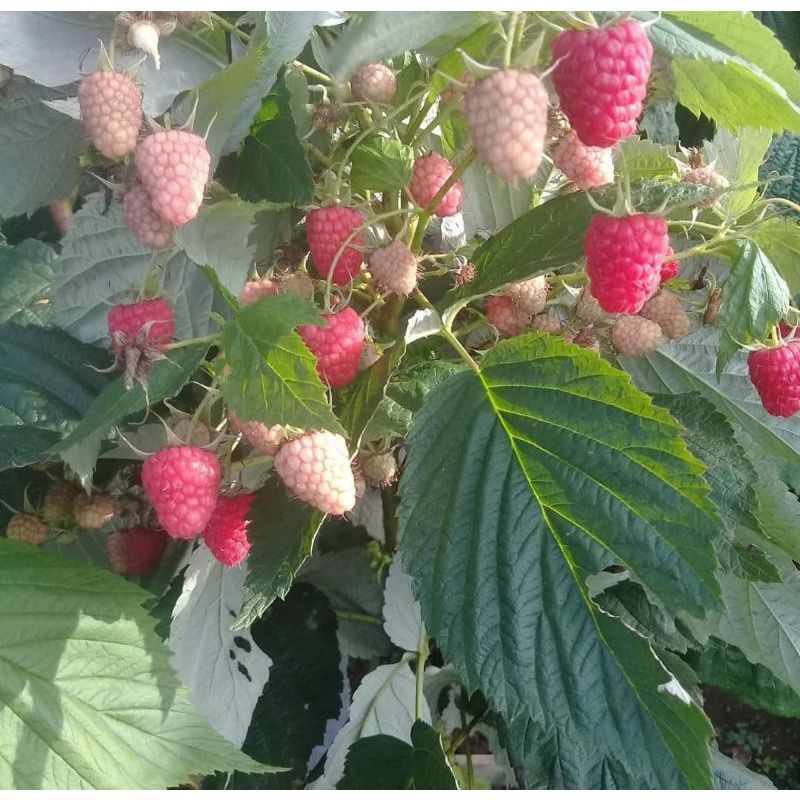 Jual tanaman bibit buah rasbery keadaan rimbun dan siap berbuah ...