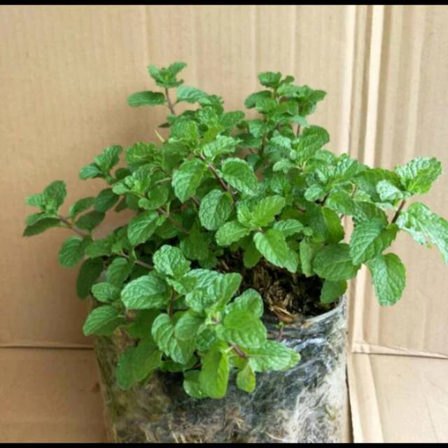 Jual Daun mint/ pepermint ( beli 5 dapet 6pcs mint bisa dikonsumsi ...