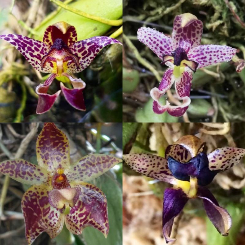 Jual Anggrek Bulbophyllum Ecornutum Spesie | Shopee Indonesia