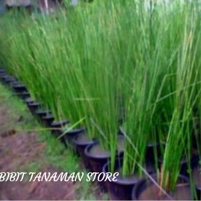 Jual tanaman hias bambu lidi - bambu air lidi | Shopee Indonesia