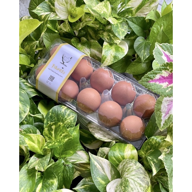 Jual Telur Ayam Omega 3 10 Butir / Pack | Shopee Indonesia