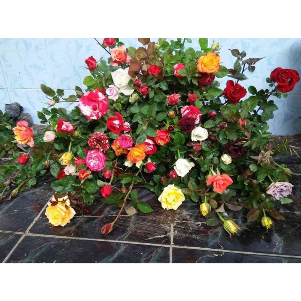 Jual Produk Live (Mawar) | Shopee Indonesia