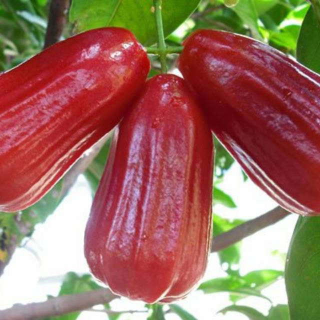 Jual TANAMAN JAMBU AIR MADU DELI MERAH SUPER (okulasi) | Shopee Indonesia
