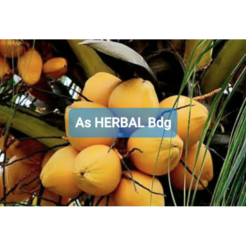 Jual Jual buah kelapa gading asli buah segar-az | Shopee Indonesia