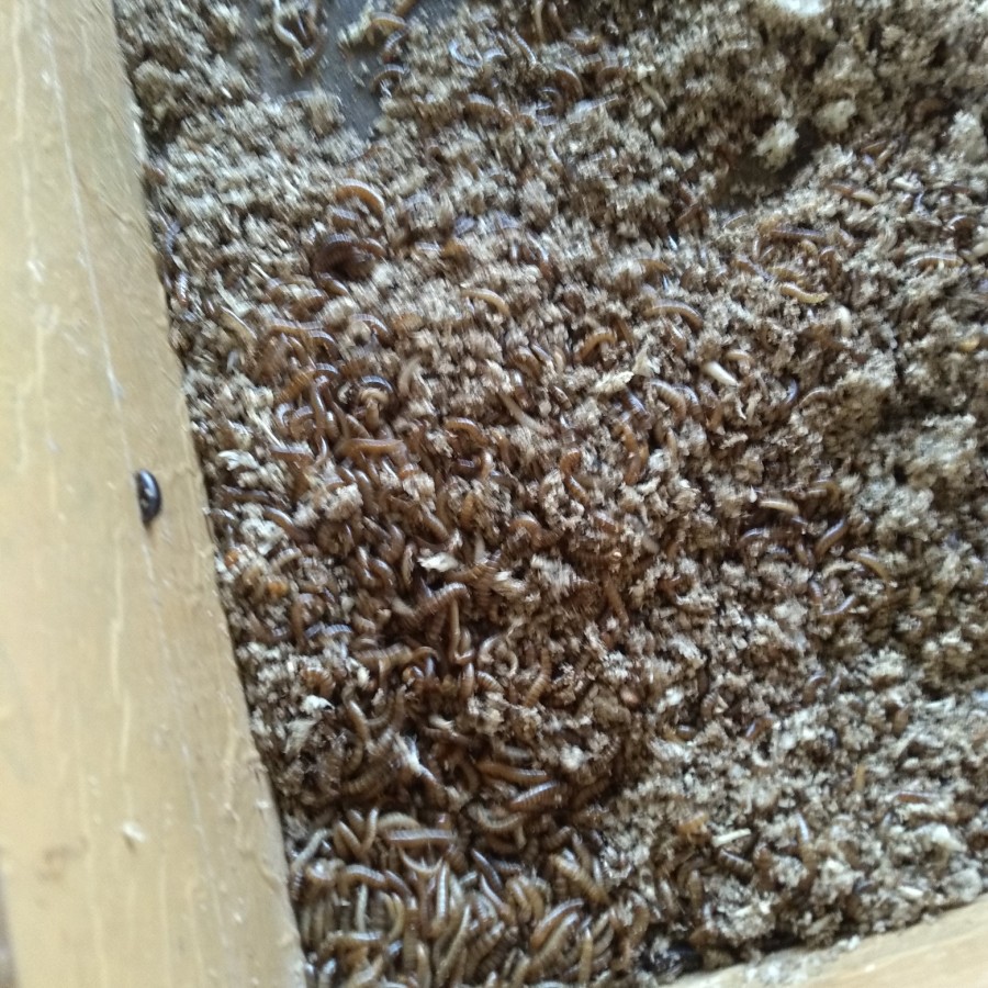 Jual ulat kandang - ulat makanan burung - umpan pancing ulat - pakan ...