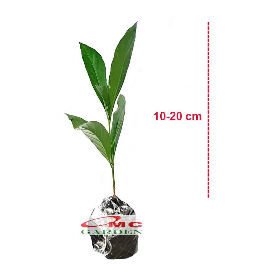 Jual Bibit Tanaman Pohon Mengkudu Noni Pace Tanaman Obat Herbal MKD ...