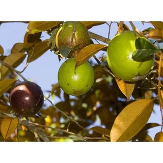 Jual Buah Kenitu Terlengkap & Harga Terbaru Mei 2024 | Shopee Indonesia