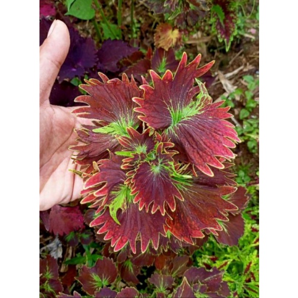 Jual tanaman hias miana langka miana kripik/miana cupang/ jawer kotok ...