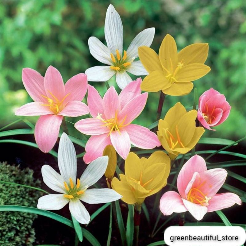 Jual Tanaman hias hidup rain lily mix colour sweet varian - tanaman ...