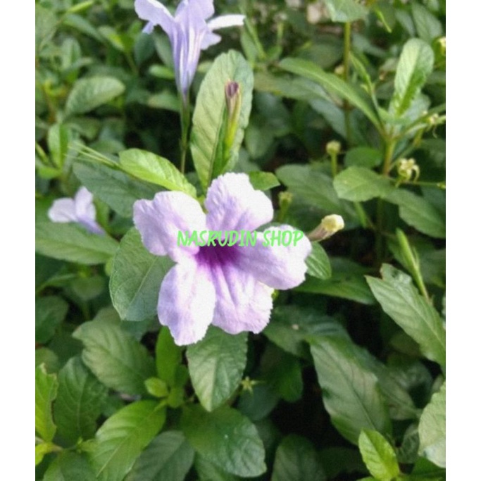 Jual BIBIT KENCANA UNGU 20 POHON / BIBIT DAUN KENCANA UNGU / RUELLIA ...