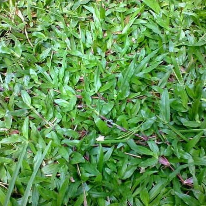 Jual Benih Rumput Gajah Biasa 500Gr - Bibit Benih Rumput | Shopee Indonesia