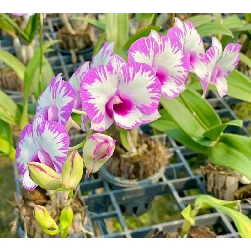 Jual Anggrek Dendrobium Ebony Splast | Shopee Indonesia