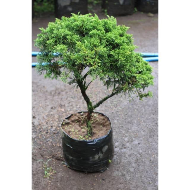 Jual CEMARA PAPUA BIBIT TANAMAN HIAS | Shopee Indonesia