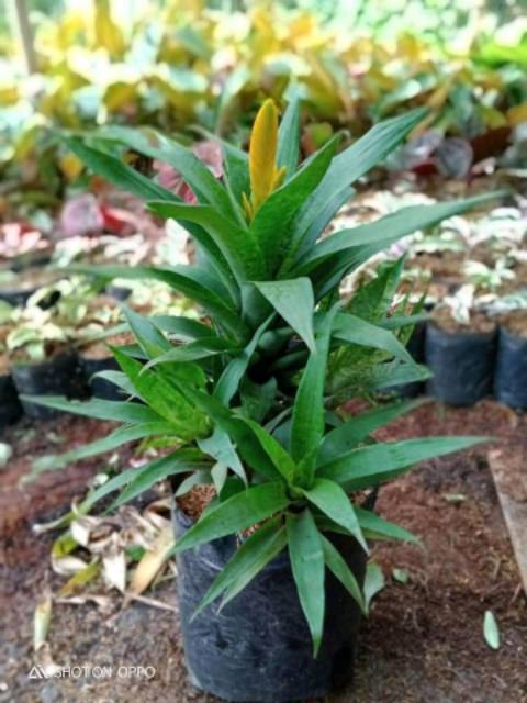 Jual Bromelia persia bunga kuning | Shopee Indonesia