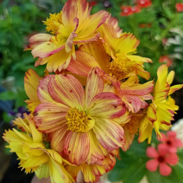Jual Cosmos Sulphureus fancy Pink Stripe - Isi 20 biji ( fresh seed ) | Shopee Indonesia