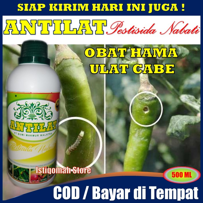 Jual PRODUK- ANTILAT PESTISIDA ORGANIK NABATI - OBAT PEMBASMI HAMA ULAT DAUN CABE, OBAT ULAT ...