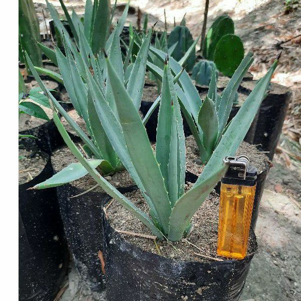 Jual Tanaman hias agave / tanaman serat. tanaman agave hijau | Shopee ...