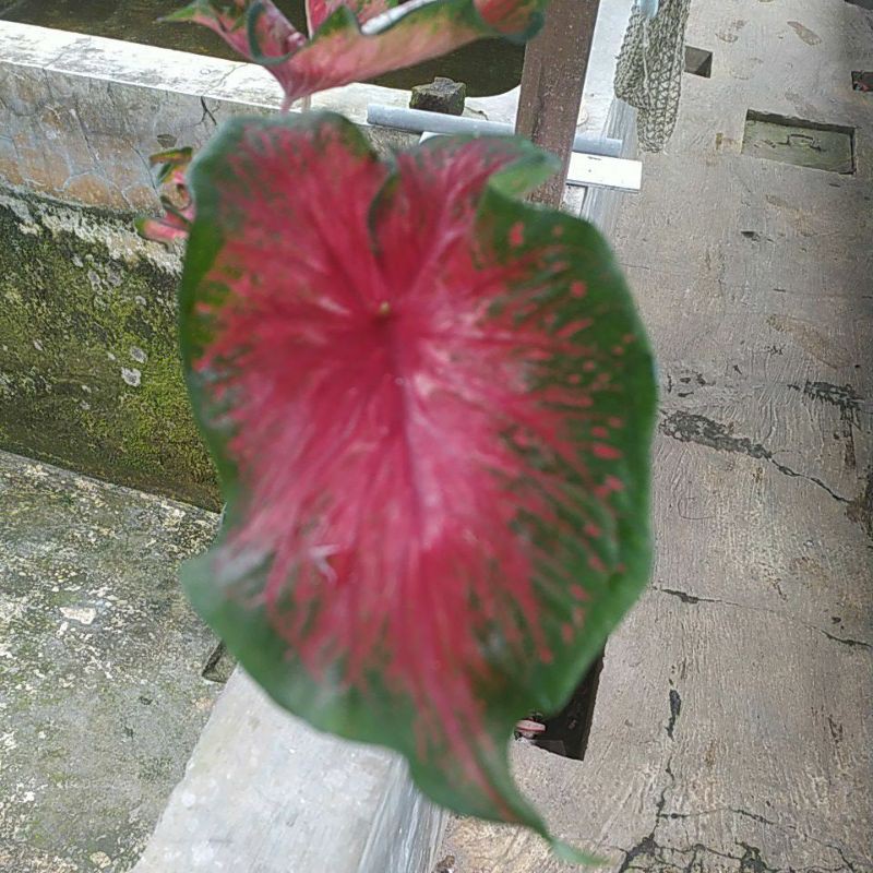Jual Caladium Red Peacock (bibit) | Shopee Indonesia