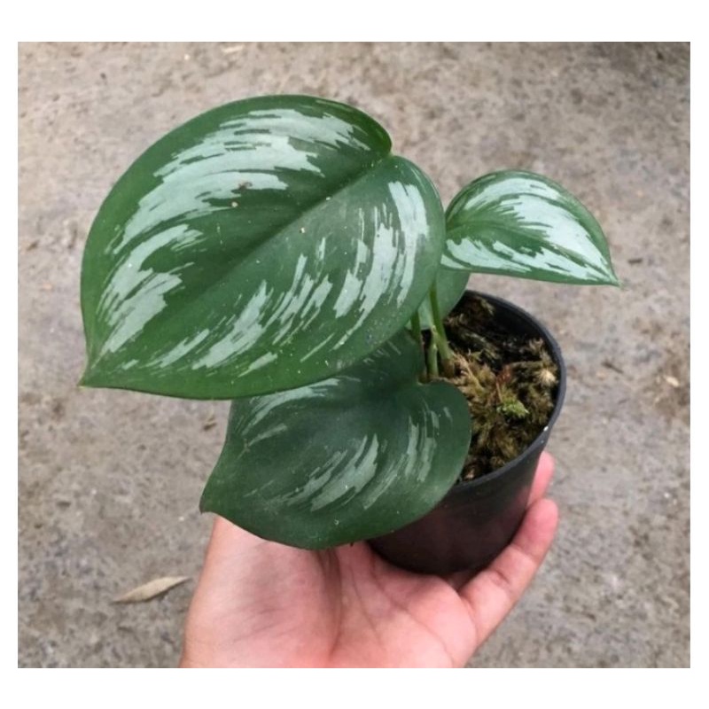 Jual Scindapsus Officinalis | Shopee Indonesia