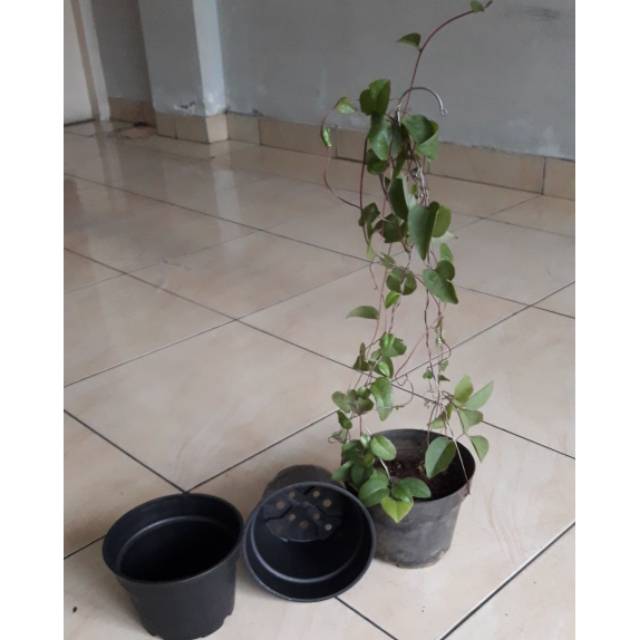 Jual Pot ukuran 15 cm | Shopee Indonesia