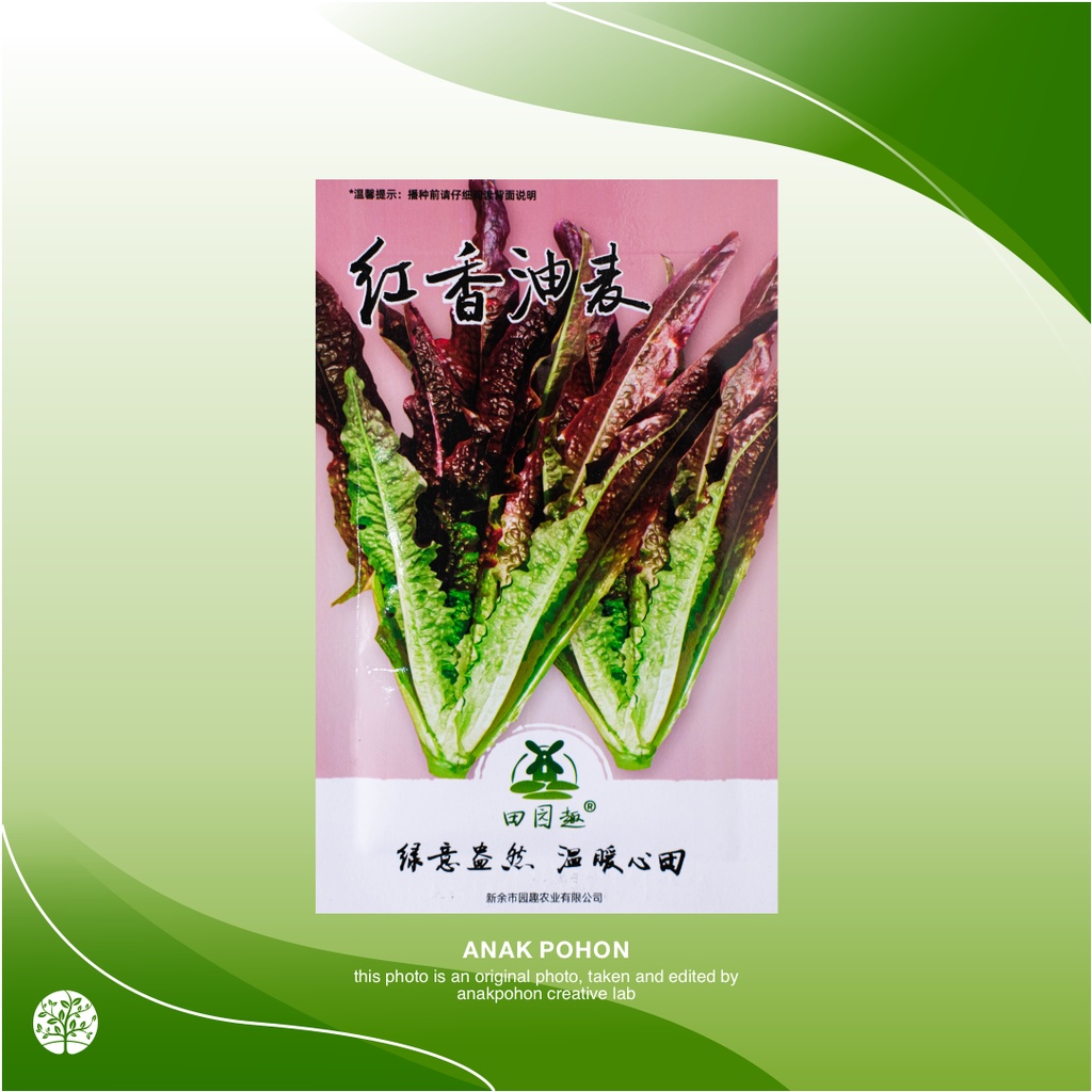 Jual ( 1 PACK ) Benih Selada Wangi Fumak Siomak Merah - Tipe B - Retail ...