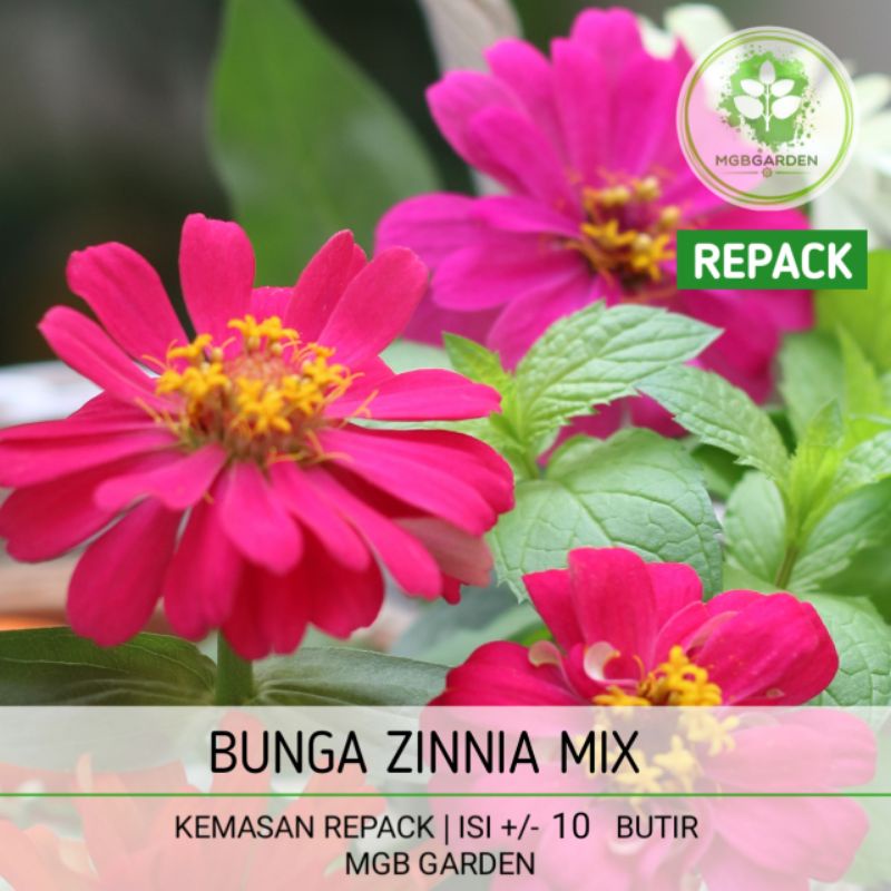 Jual BENIH/BIJI (BAKAL BIBIT) BUNGA ZINNIA MIX KEMASAN REPACK EKONOMIS ...