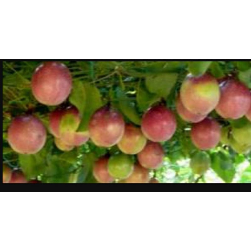 Jual BIBIT MARKISA JUMBO SUPER (SIAP TANAM) BELI 5 GRATIS 1 | Shopee ...