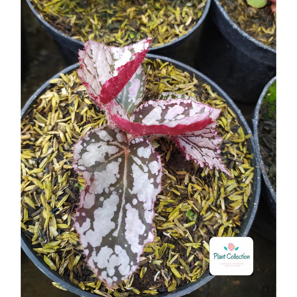Jual TANAMAN HIAS BABY BEGONIA UKURAN MINI | Shopee Indonesia