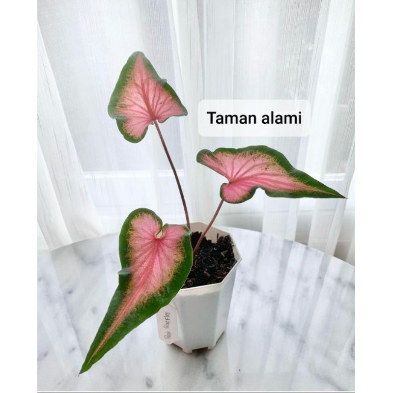 Jual keladi red rafles - caladium red rafles tanaman | Shopee Indonesia