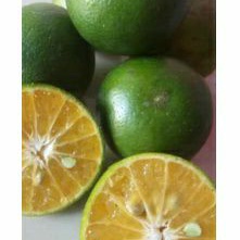 Jual jeruk peras /jeruk siam jember fresh per 1kg | Shopee Indonesia