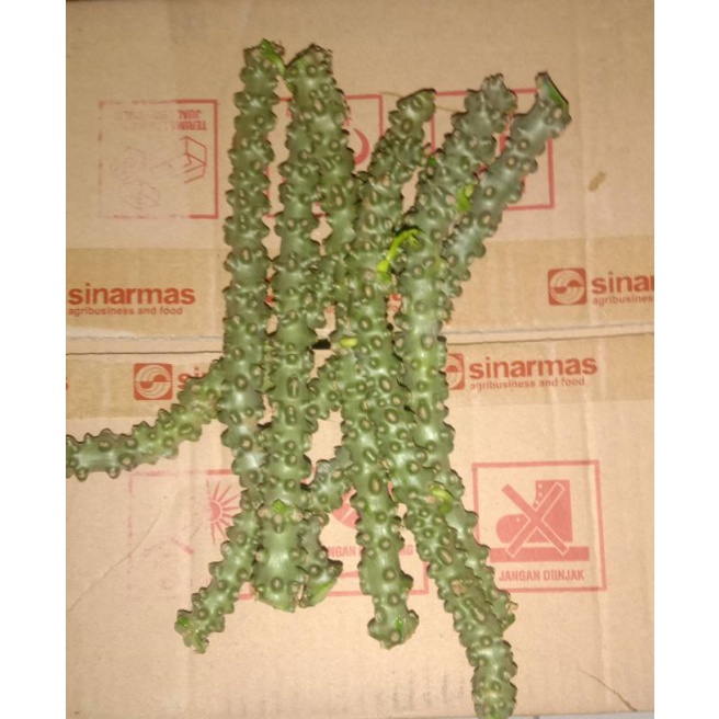 Jual brotowali patrawali 1 kg | Shopee Indonesia