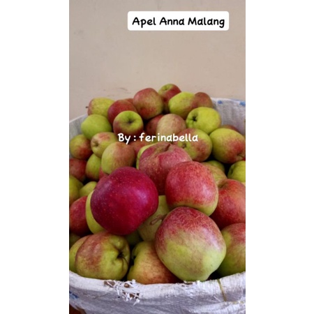 Jual Apel Anna Malang | Shopee Indonesia