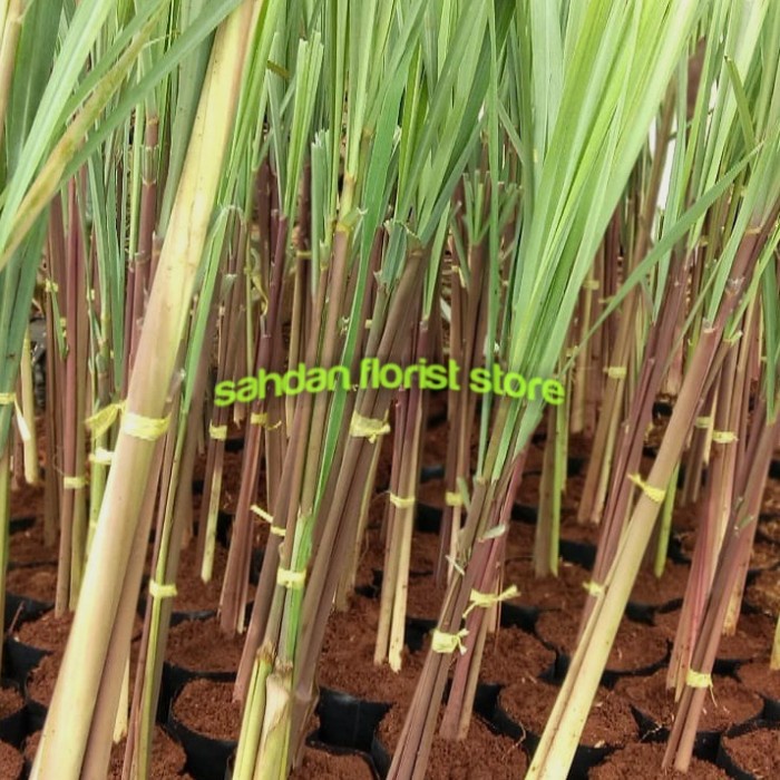 Jual pohon sereh wangi / sereh merah / tanaman herbal / pohon sereh ...