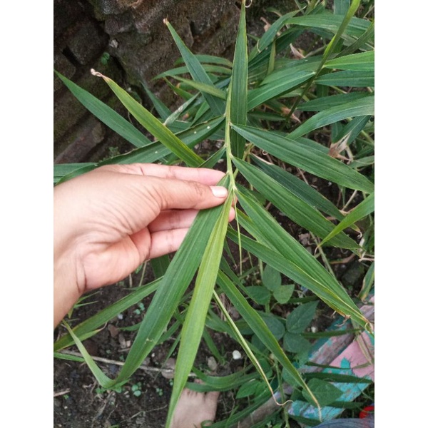 Jual Daun Jahe Merah Segar Organik / Daun Jahe Merah organik | Shopee ...