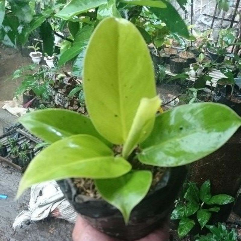 Jual Bunga PILLO LEMON tidak merambat / tanaman hias Monlight | Shopee ...