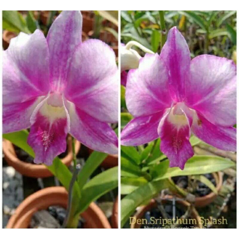 Jual Anggrek Dendrobium Sripathum Splash | Shopee Indonesia
