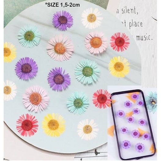 Jual Chrysan Dried Flower - Bunga Krisan Kering (1pc) | Shopee Indonesia