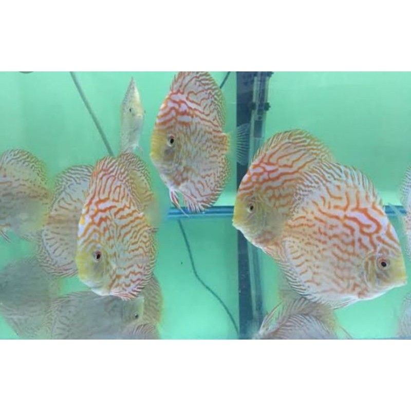 Jual ikan discus mozaik | Shopee Indonesia
