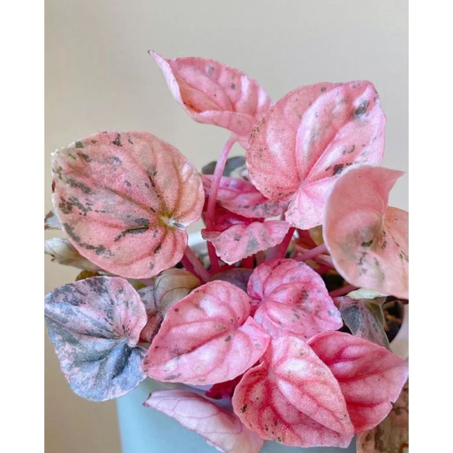 Jual peperomia pink lady / peperomia Variegata | Shopee Indonesia