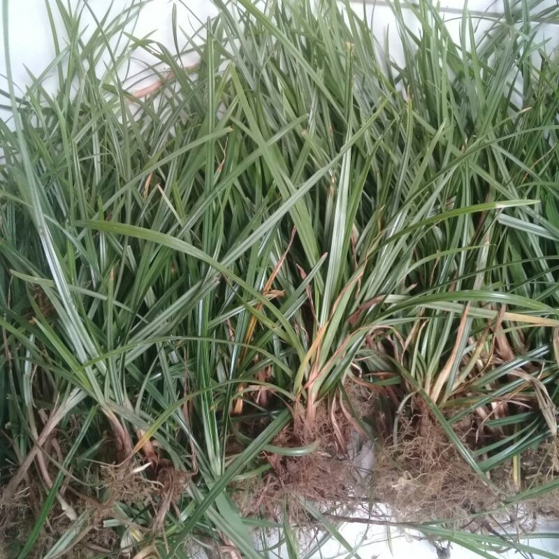 Jual rumput teki termurah | Shopee Indonesia