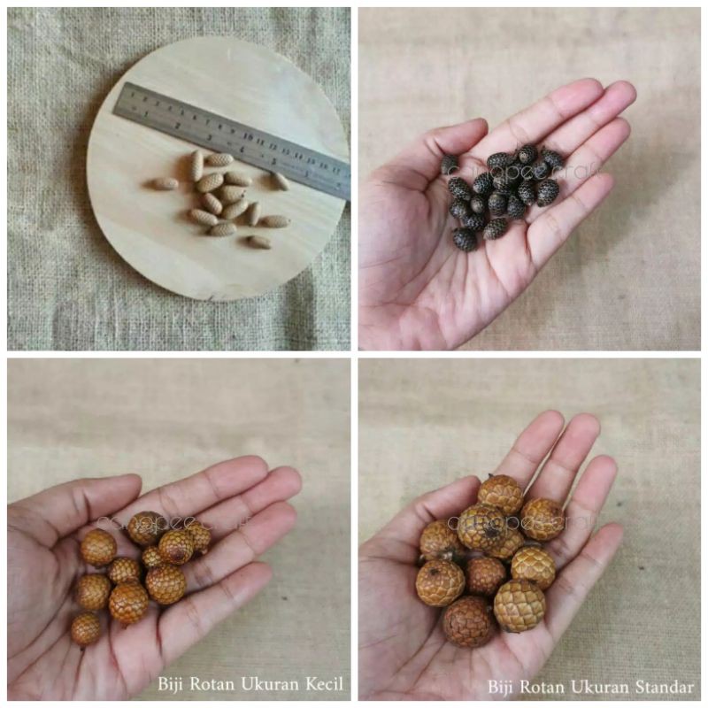Jual Bahan Dekorasi Mahar Rustic DIY Biji / Kapsul Rotan | Shopee Indonesia