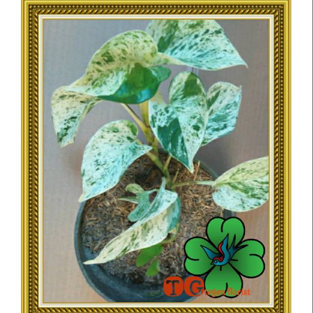 Jual Tanaman hias - sirih belanda putih | Shopee Indonesia