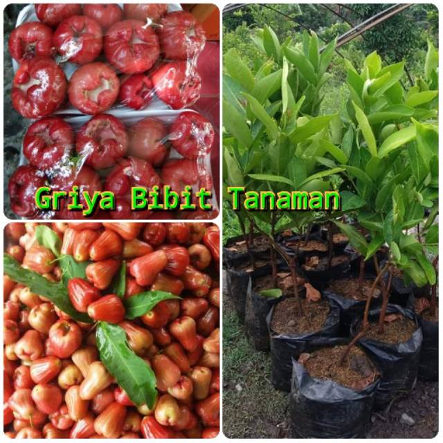 Jual BIBIT JAMBU AIR CINCALO / JAMBU CINCALO Griya Bibit Tanaman ...