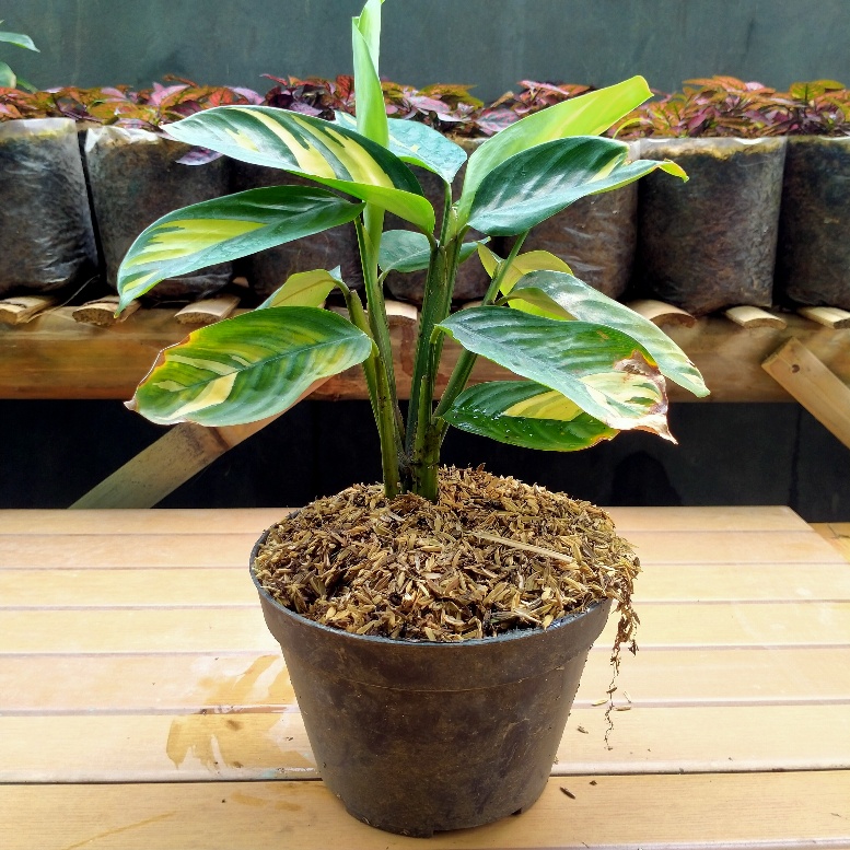 Jual TANAMAN HIAS maranta lubbersiana (calathea lubbersiana) | Shopee ...