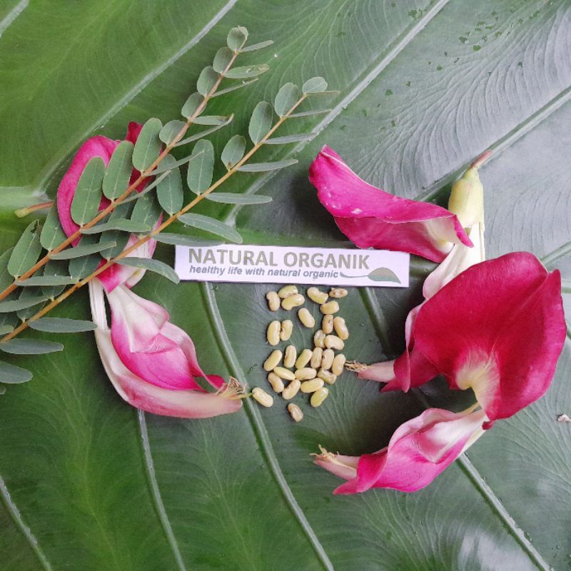 Jual BIBIT TURI MERAH 🫒 50 BIJI 🫒 PRODUK NATURAL ORGANIK ASLI | Shopee ...